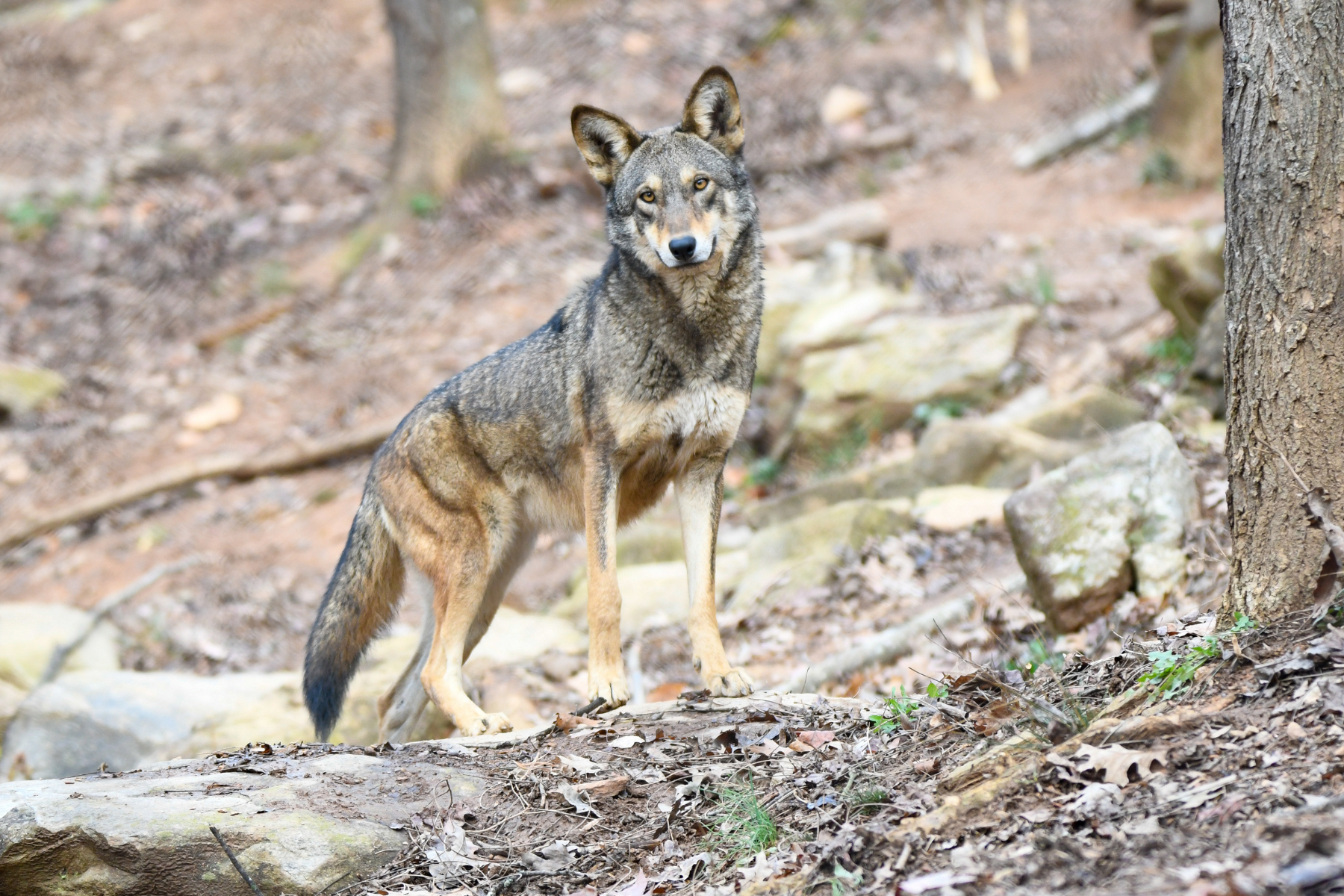 WNC Nature Center set to reopen March 17 after storm damage - Asheville ...