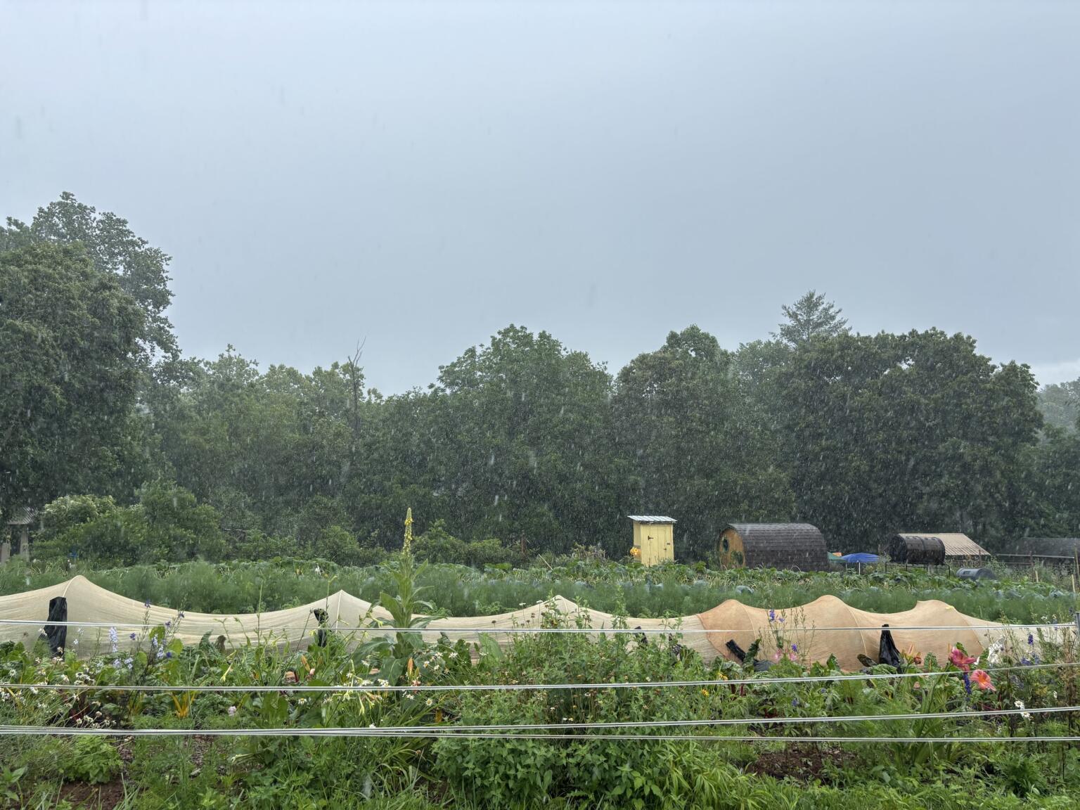 Take Root Festival: Root Cause Farm grows community in their garden ...