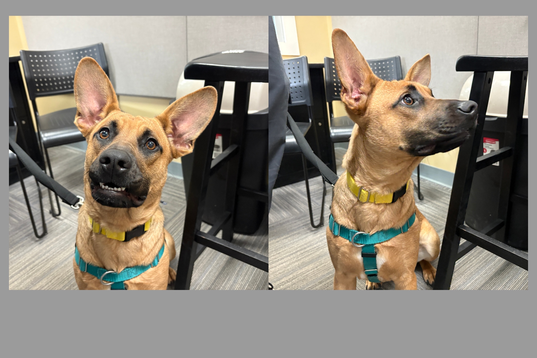 Pet Connection: Lunch Money - Asheville's 828 News NOW