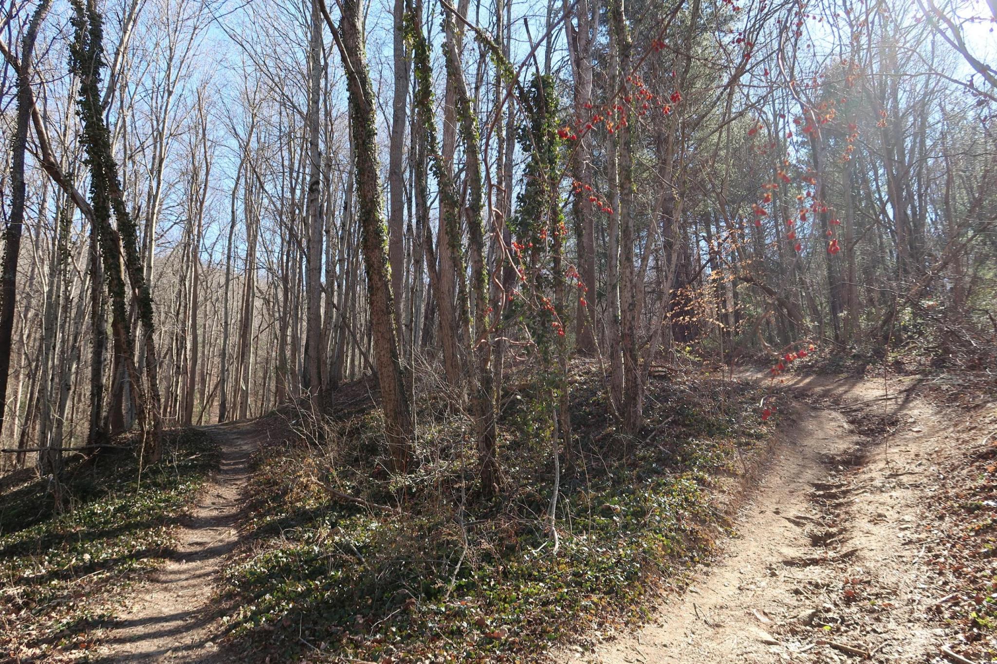 Hikes of WNC: Beaucatcher Mountain Trail - Asheville's 828 News NOW