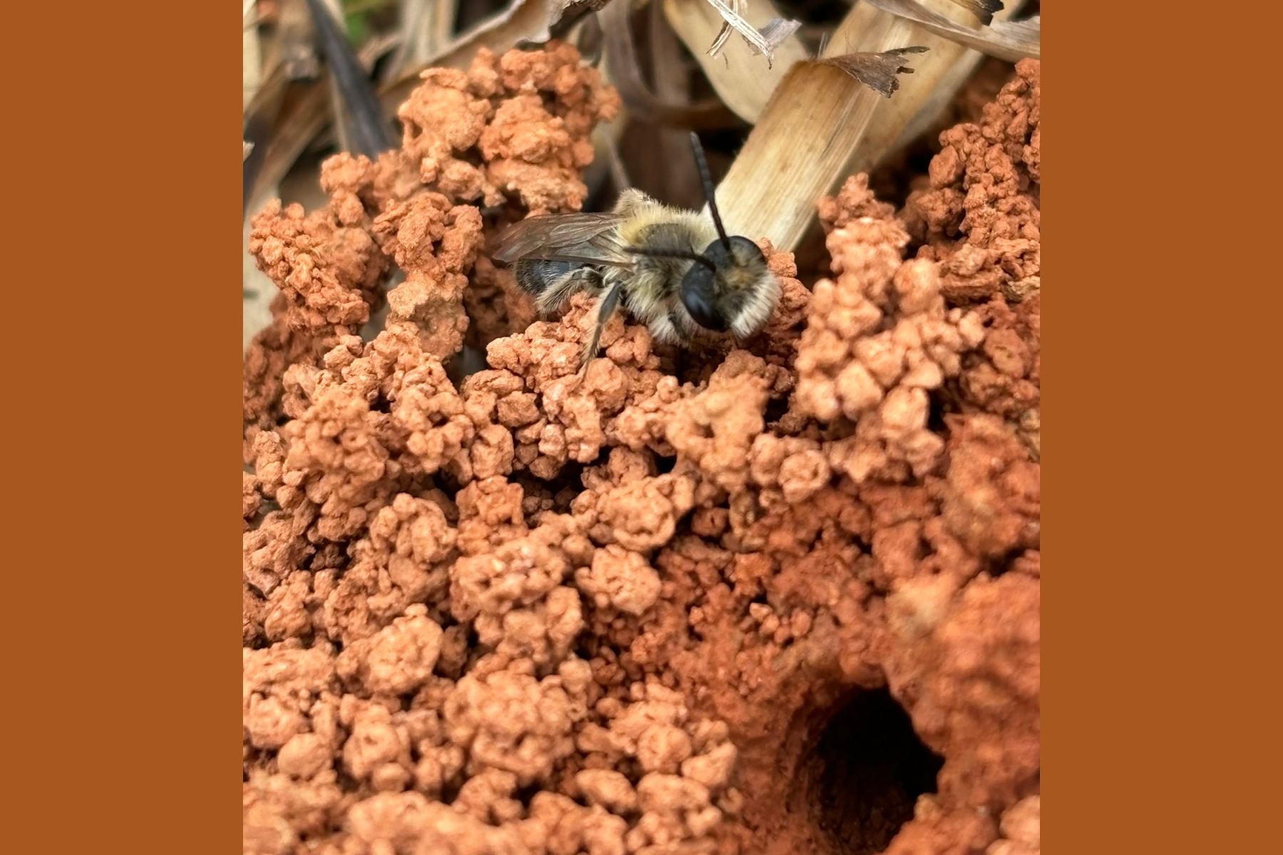 Seeing bees in your yard? NC officials say don’t panic - Asheville's ...
